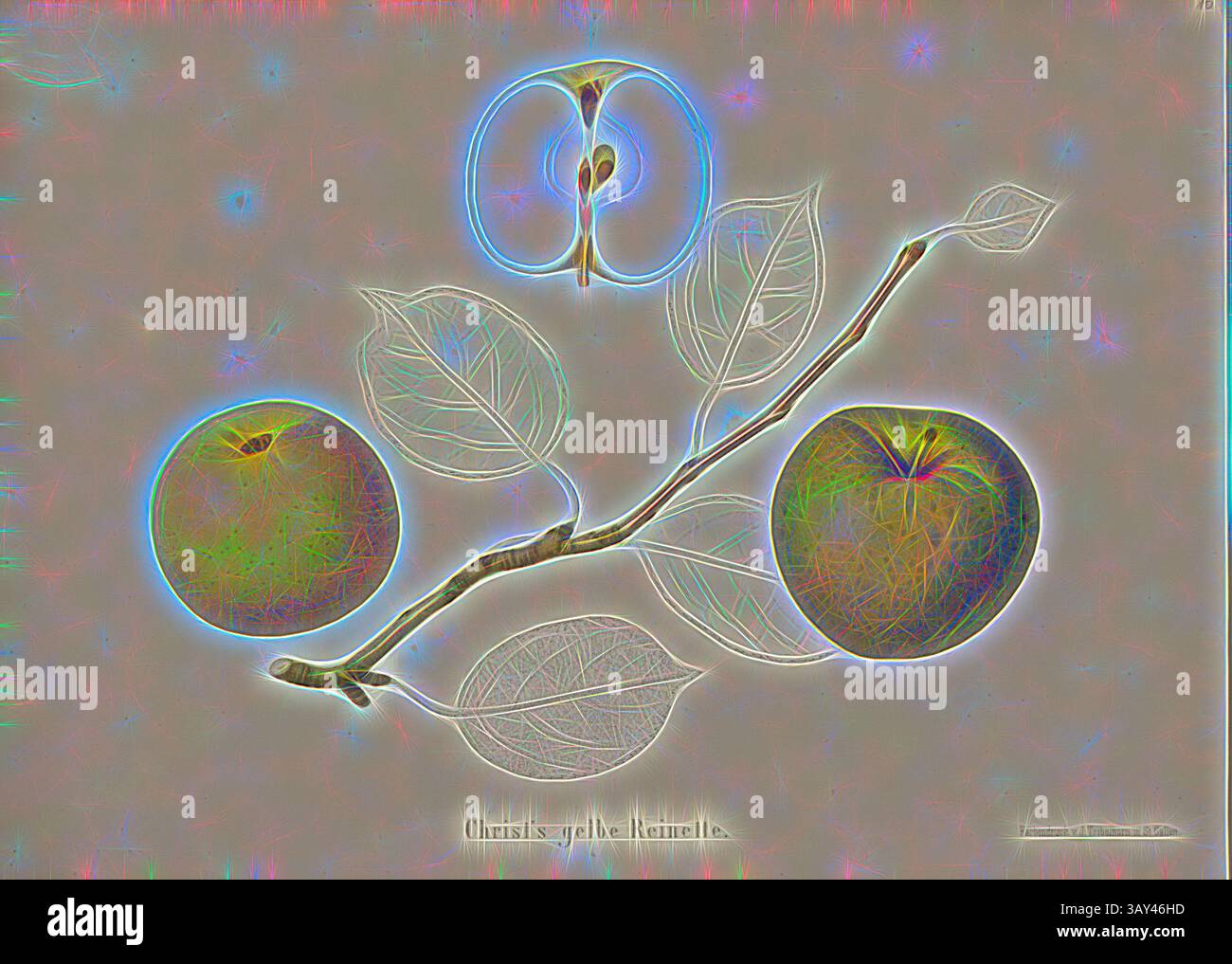 Stylized representation of two apples hi-res stock photography and ...