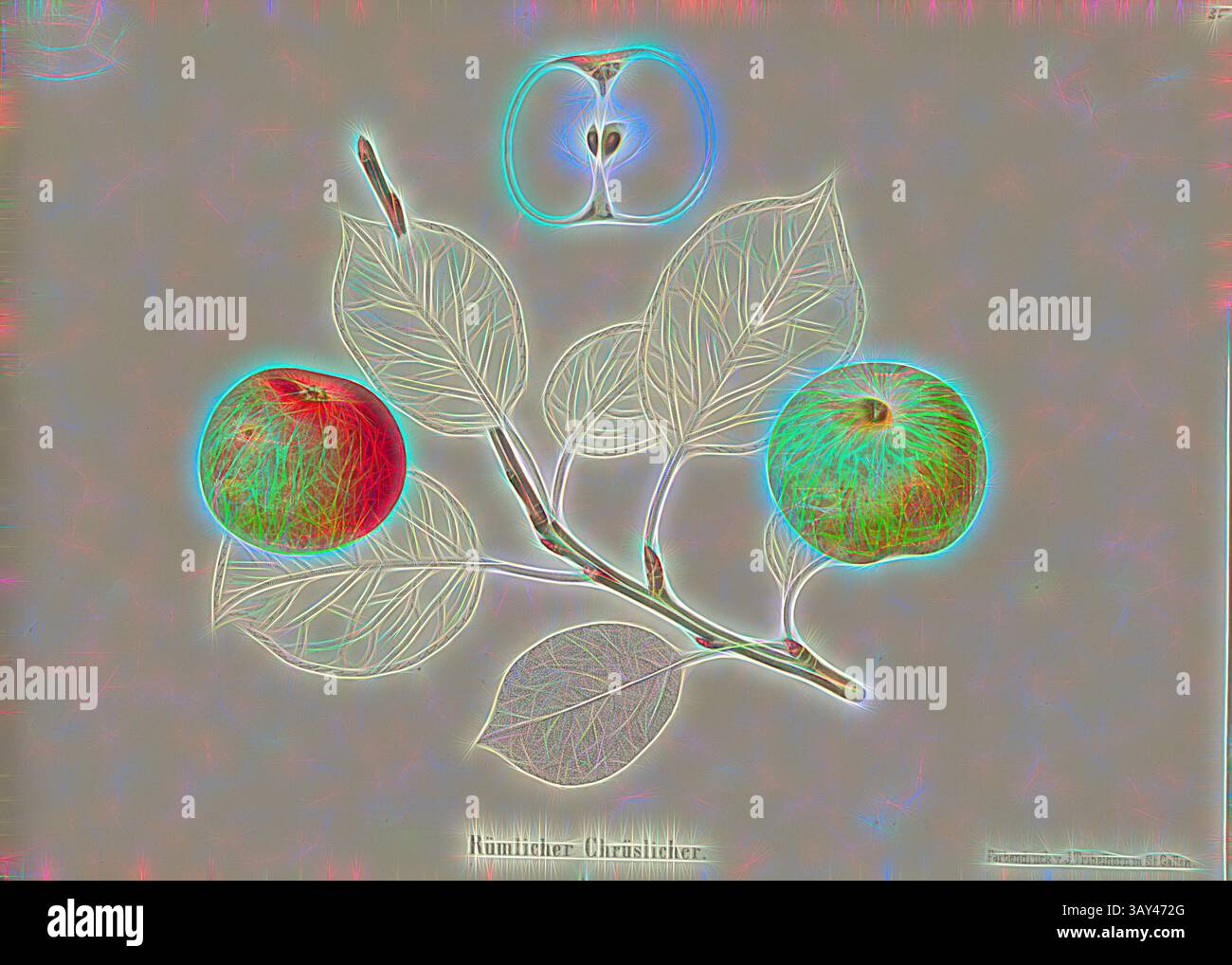 Stylized illustration of two apples nestled hi-res stock photography ...