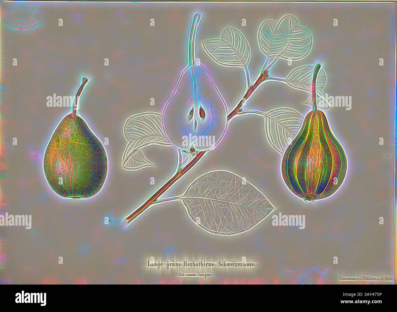 Distinct varieties hi-res stock photography and images - Alamy