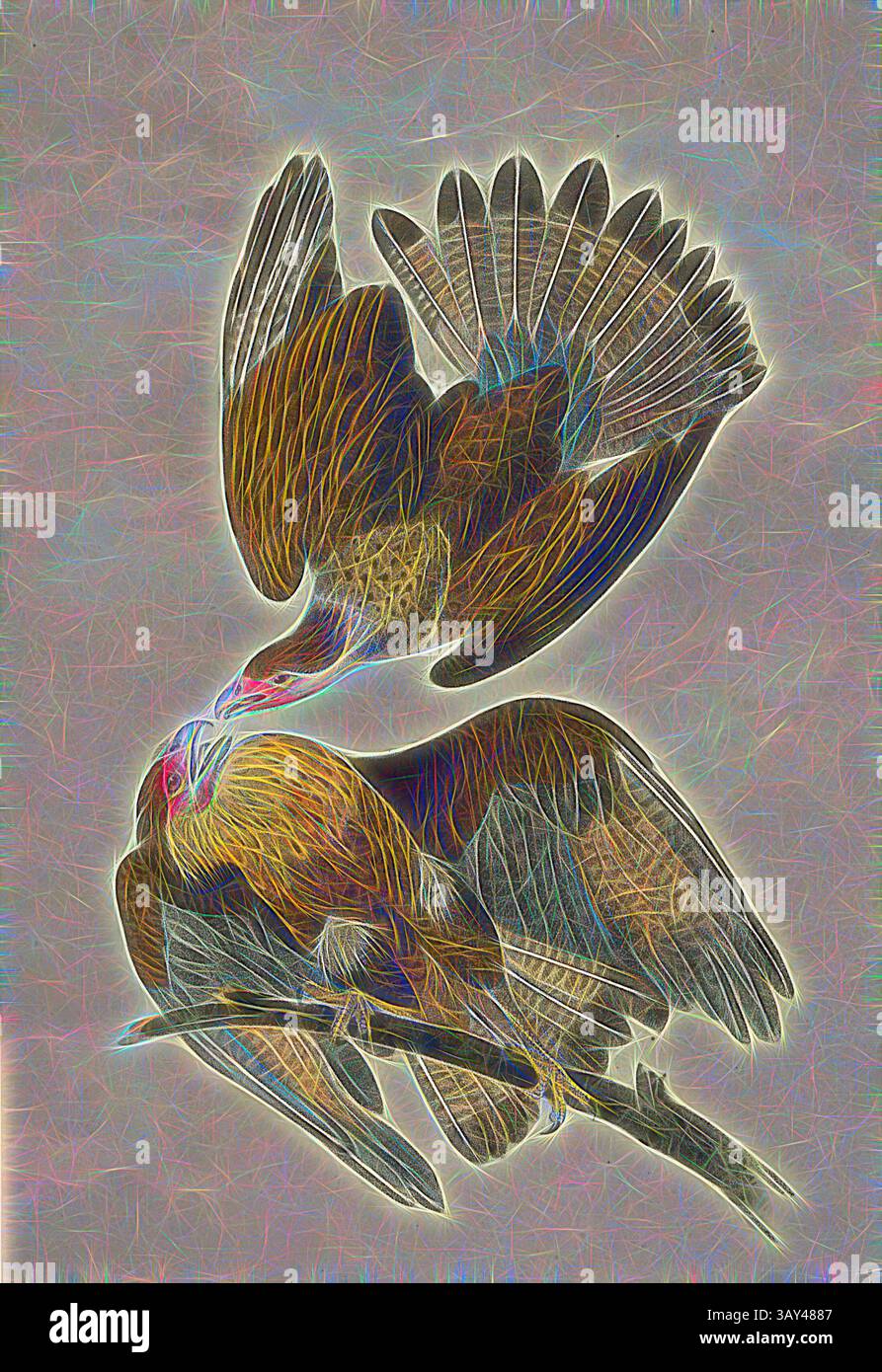 Two birds engage in a dynamic interaction, their wings spread wide and ...