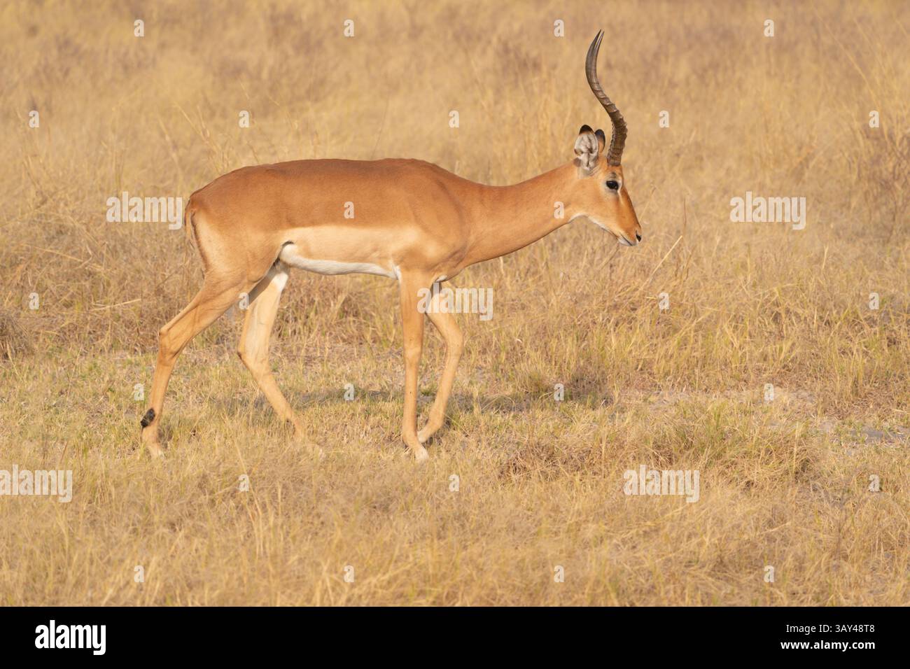 Female impala (Aepyceros melampus) in Botswana, Africa Stock Photo - Alamy