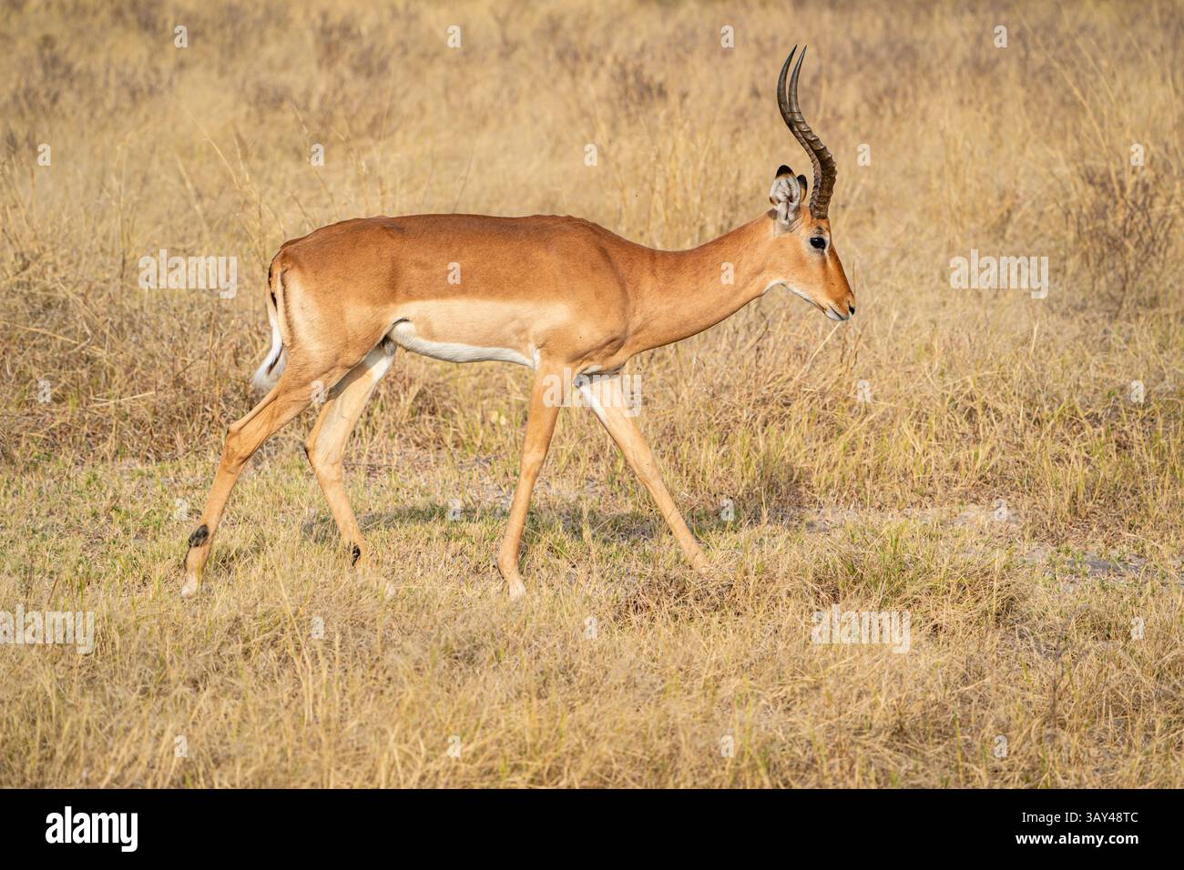 Female impala (Aepyceros melampus) in Botswana, Africa Stock Photo - Alamy