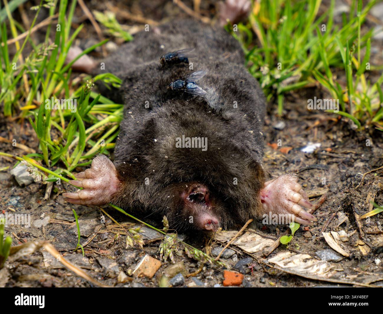 A Dead mole close up detail Stock Photo - Alamy