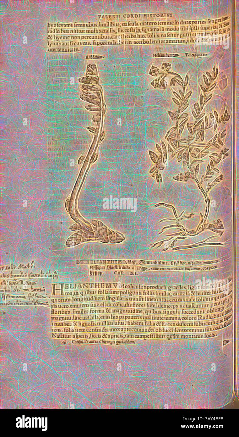 An intricate illustration of botanical specimens alongside Latin text ...