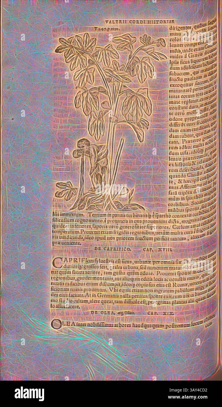 An intricate illustration of a plant accompanied by historical text ...