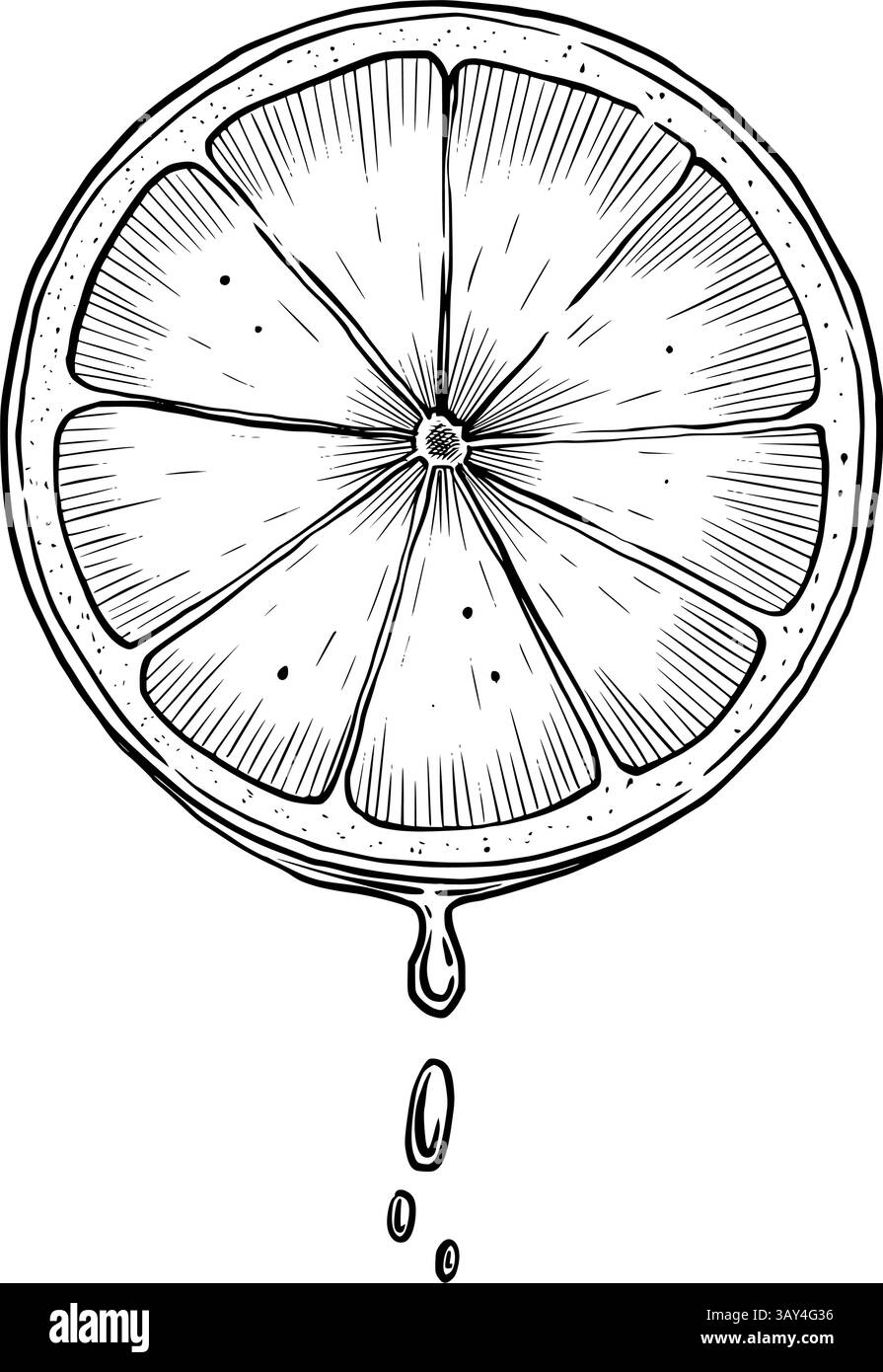 Vector illustration of a Lemon Slice with dripping juice in a vintage ...
