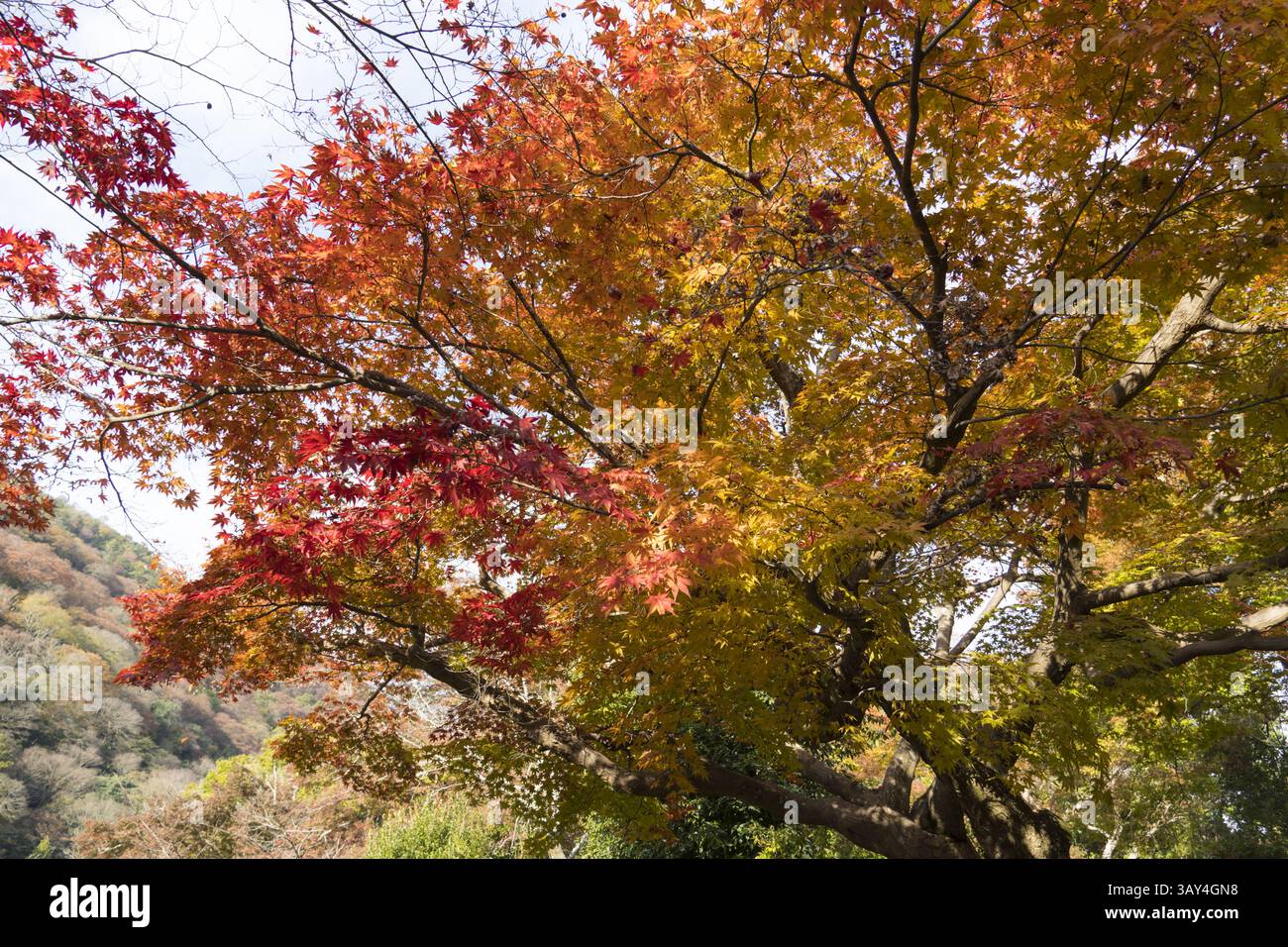Trees adorned in autumn colors hi-res stock photography and images - Alamy