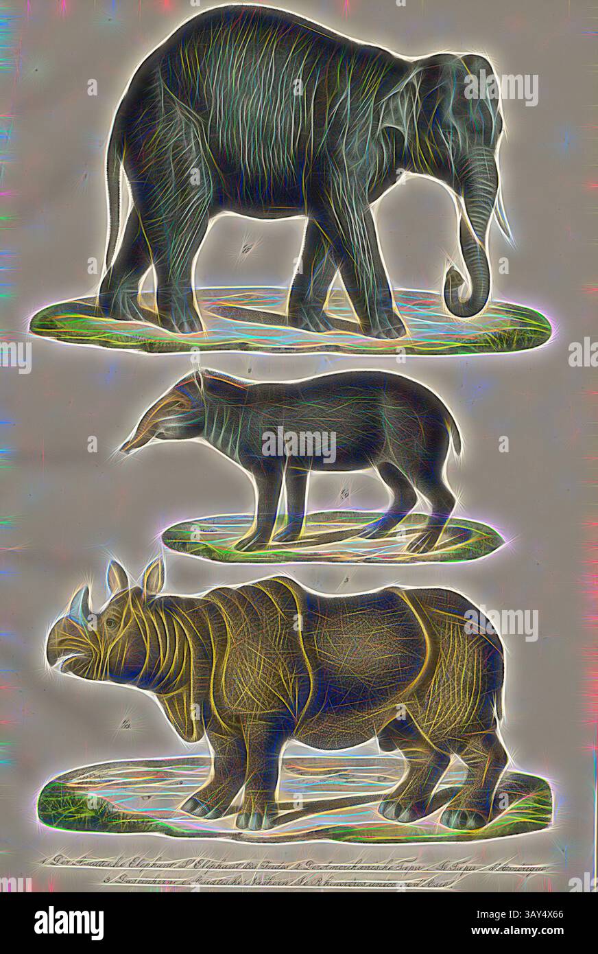 Progression of three animals hi-res stock photography and images - Alamy