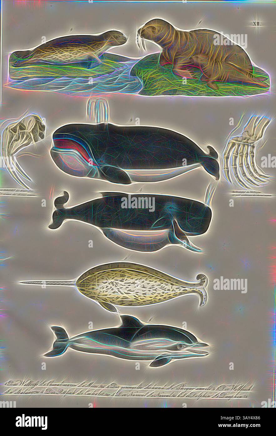 Various species of marine mammals hi-res stock photography and images ...