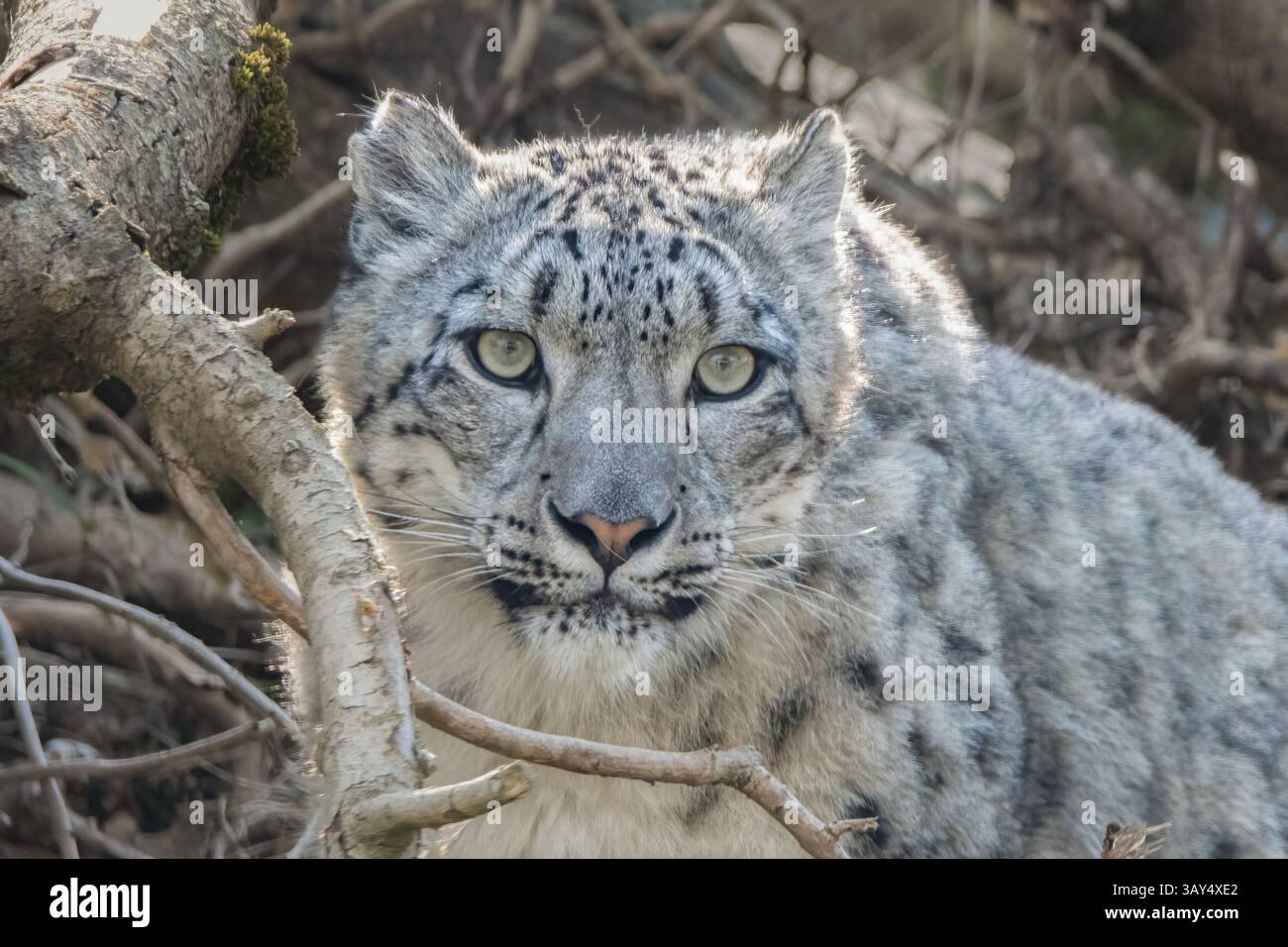Snow leopard close up Stock Photo - Alamy
