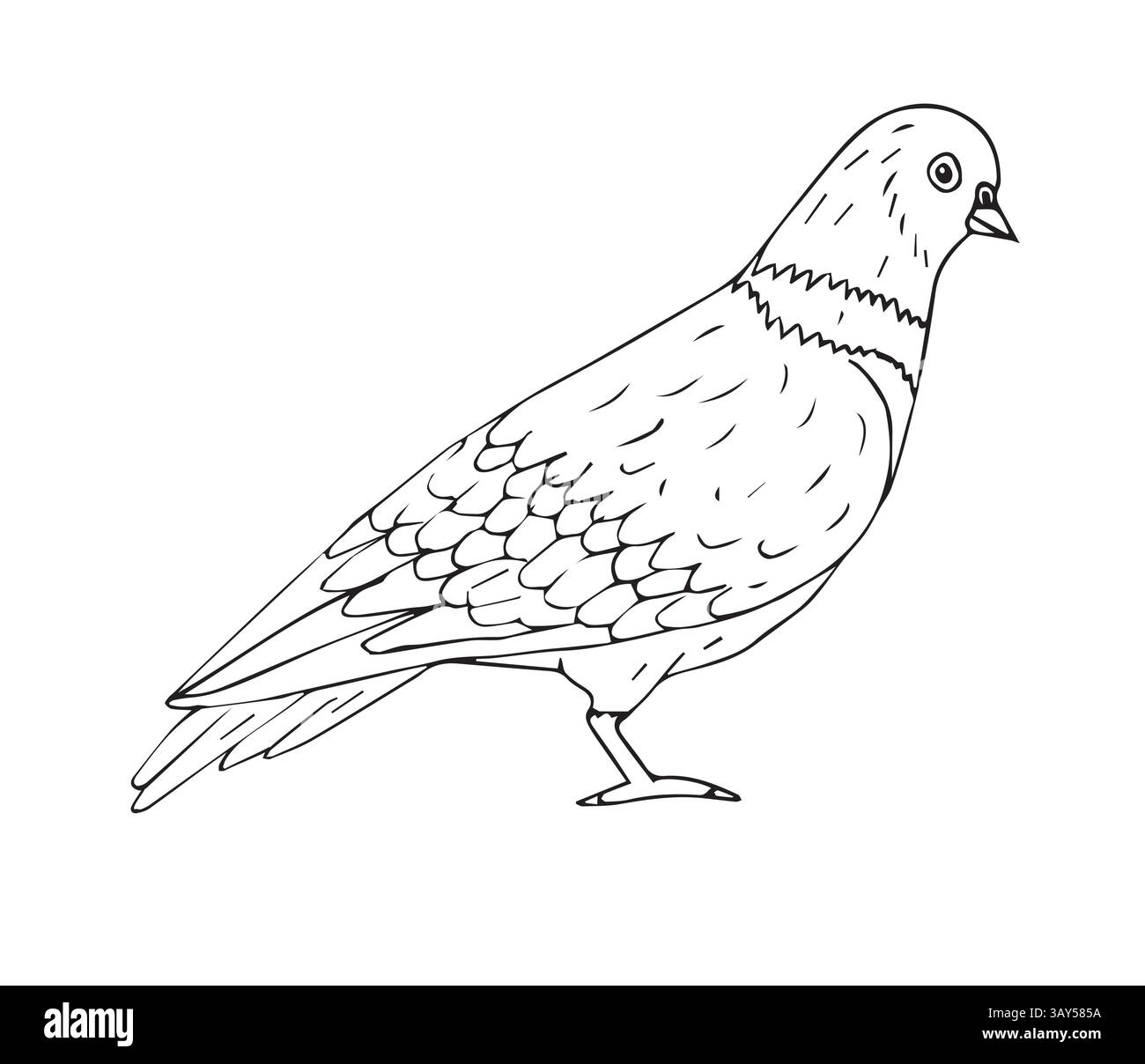 Vector hand drawn outline sketch doodle pigeon isolated on white ...