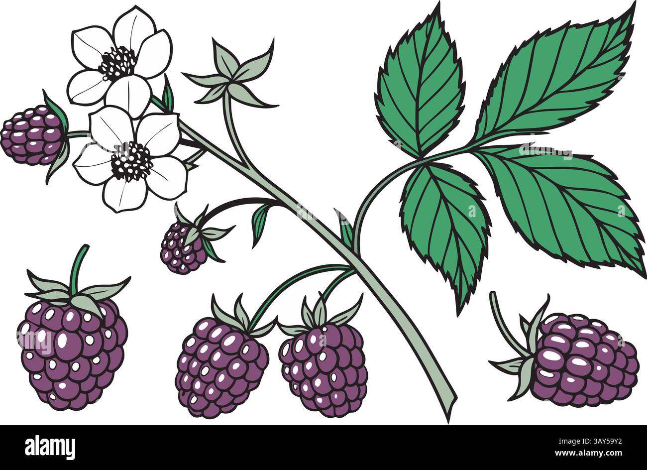 Aesthetic botanical illustration hi-res stock photography and images ...