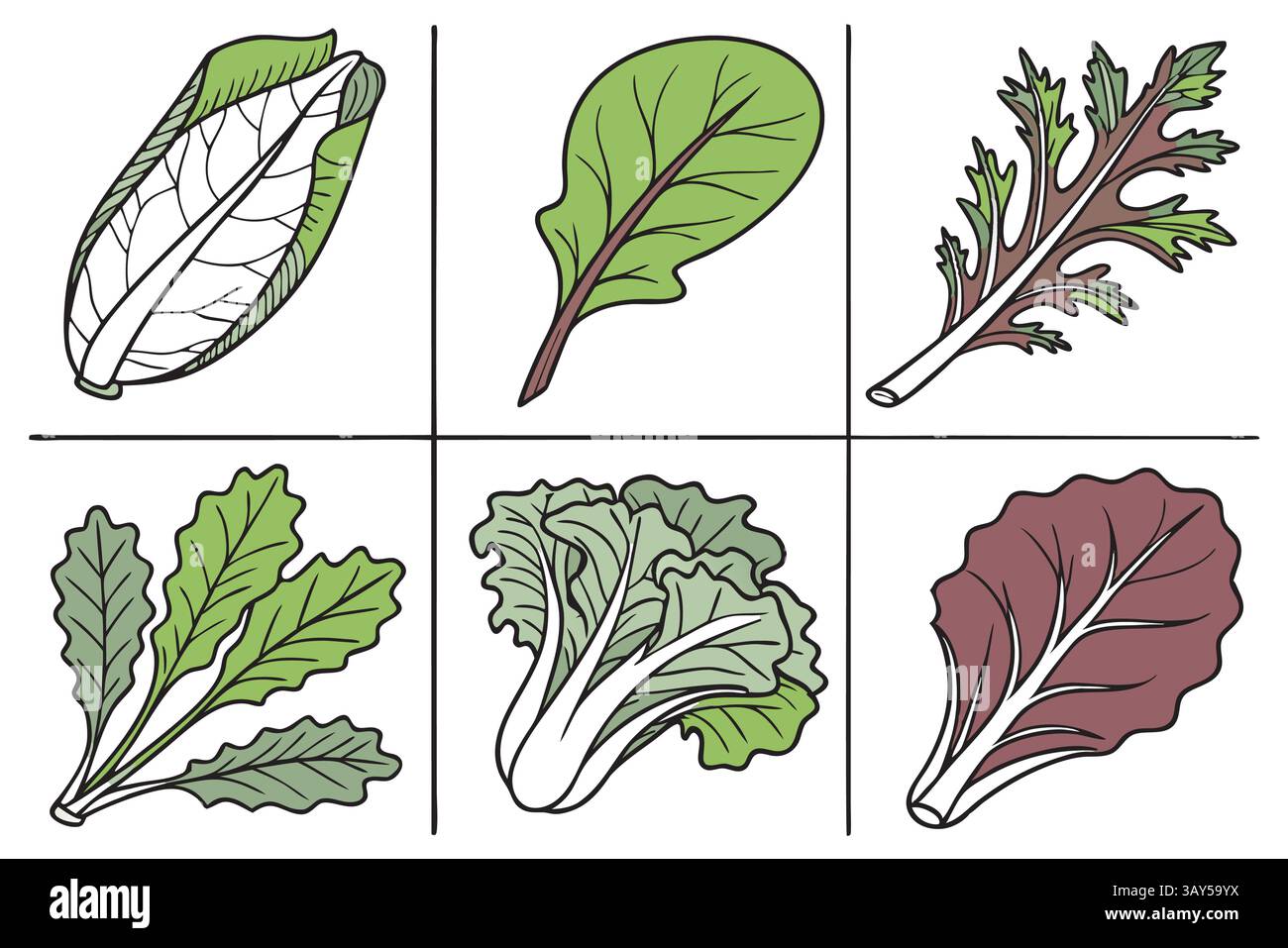 Leafy Greens Illustration Set Stock Vector Image & Art - Alamy