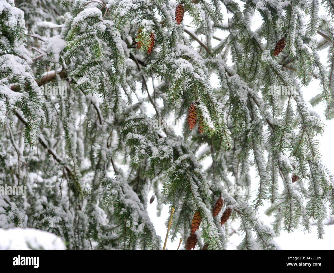 Douglas fir with striking cones displays an exotic conifer tree ...