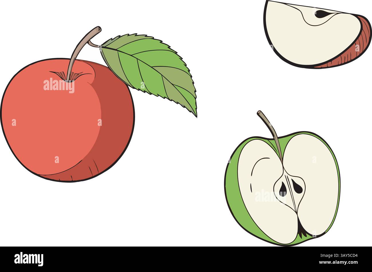 Apple green red sliced Stock Vector Images - Alamy