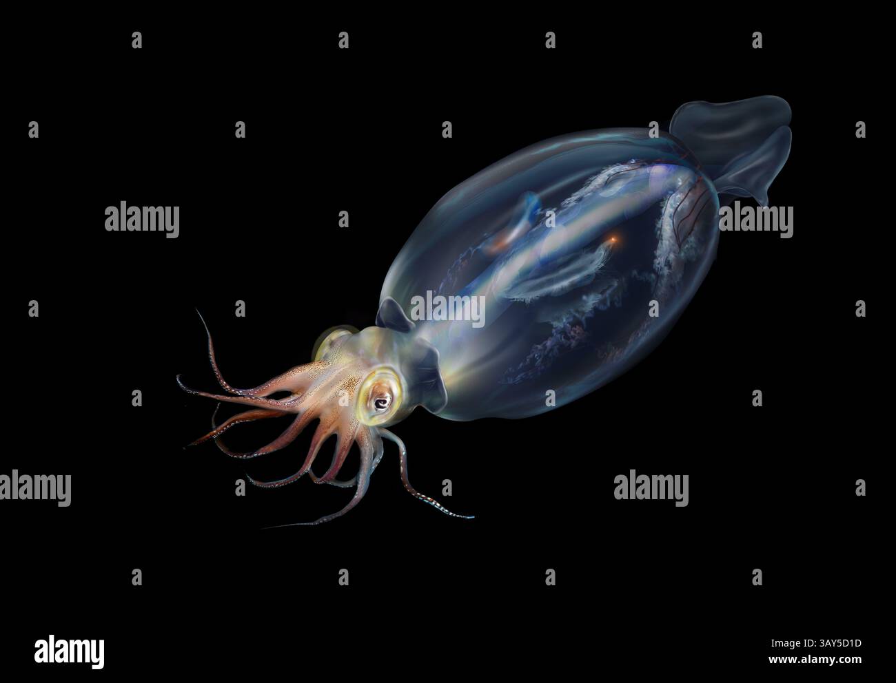 colossal squid swimming in deep sea, transparent body on black ...