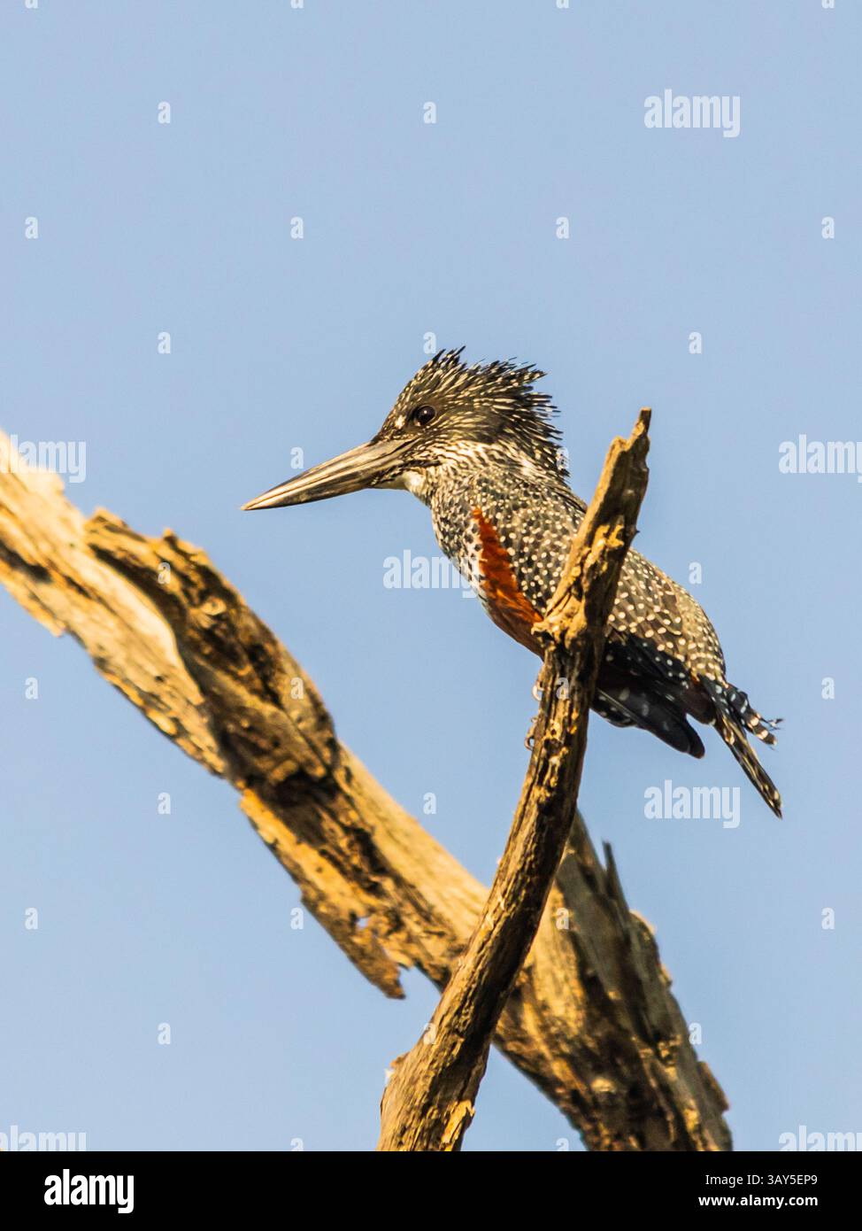 Giant kingfisher perched on a dead tree against a pale blue sky at Lake ...