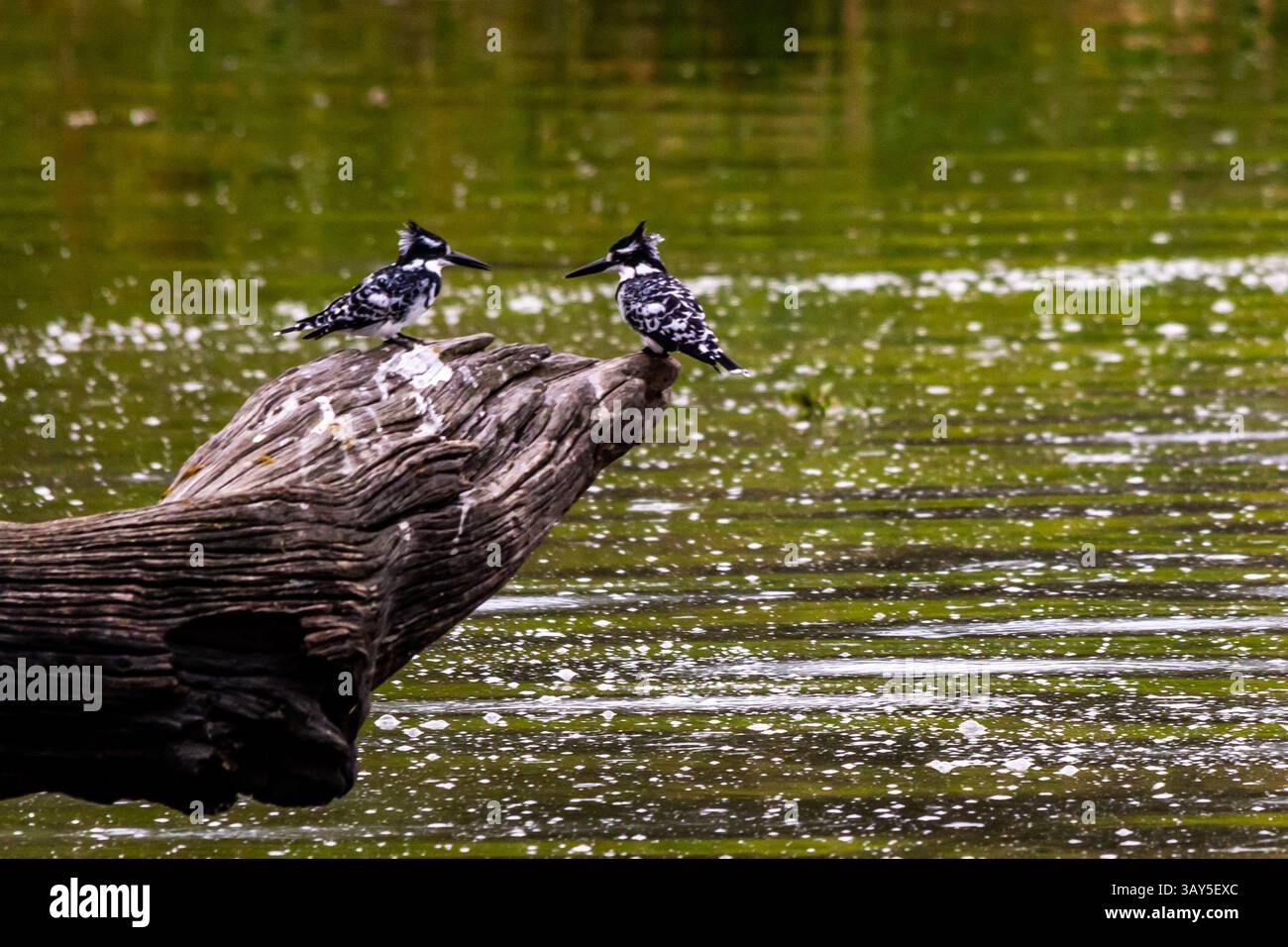Two pied kingfishers facing at each other, perched on a dead tree stump ...