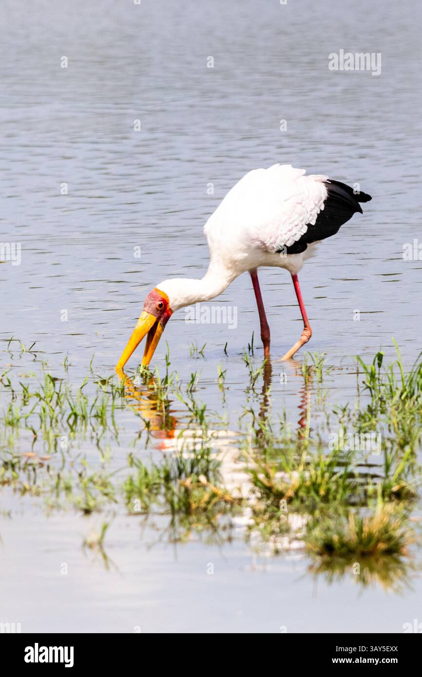 Yellow billed stork hunting for small fish hiding among submerged grass ...