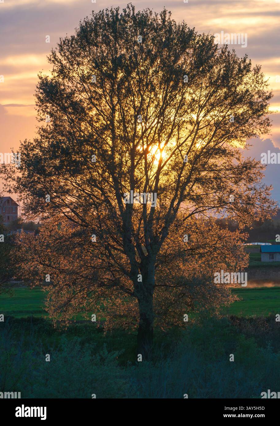 Magic golden tree fantasy landscape hi-res stock photography and images ...