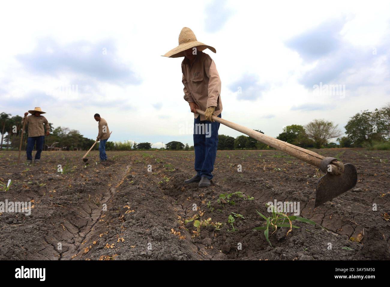 Cultivos en el fondo hi-res stock photography and images - Alamy