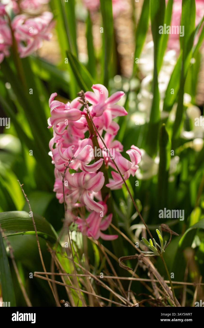 Delightfully fragrant spring flowering Hyacinth in warm sunshine ...