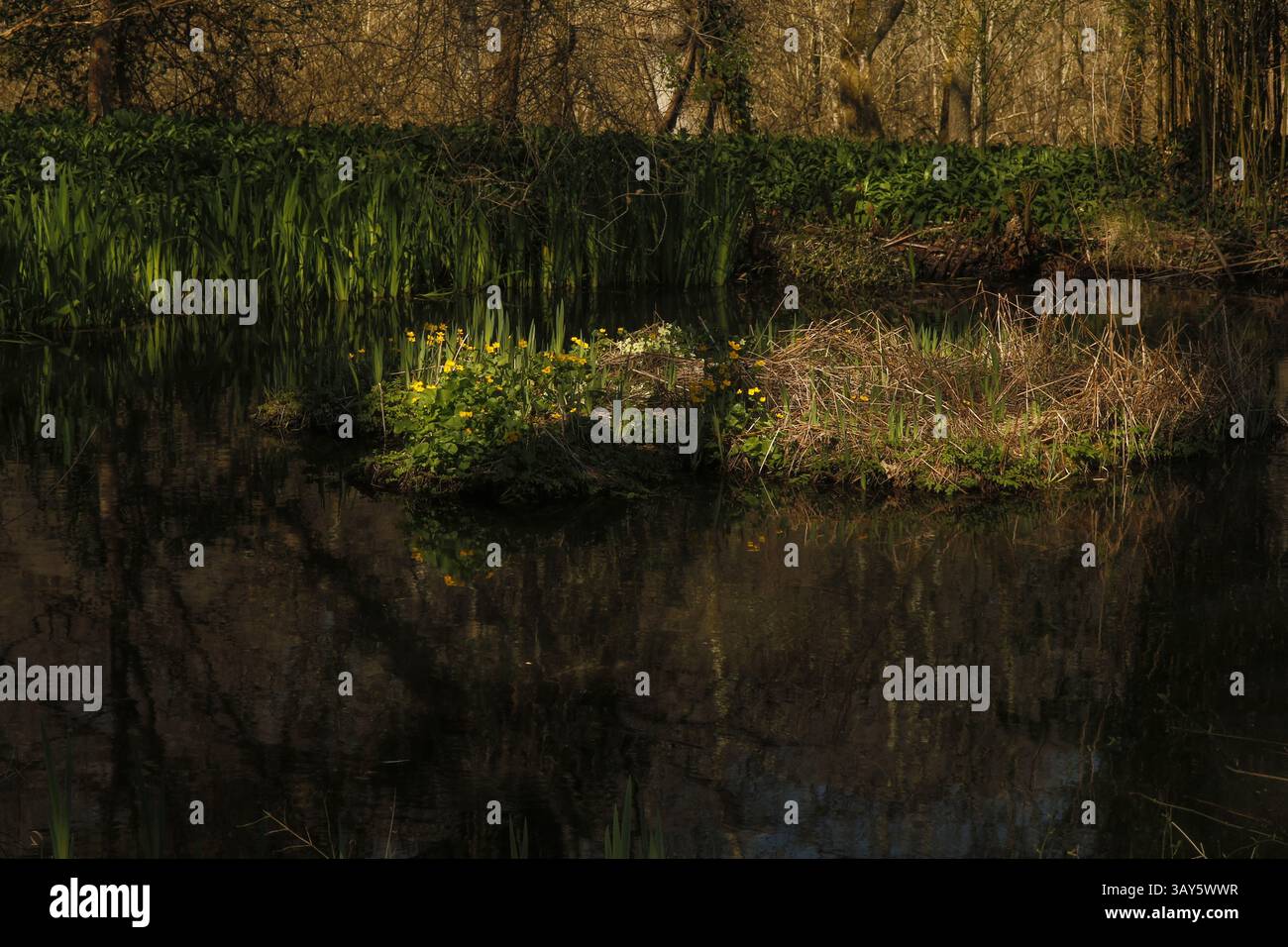 RHS Garden Rosemoor, botanical garden in North Devon, England.Alluring ...