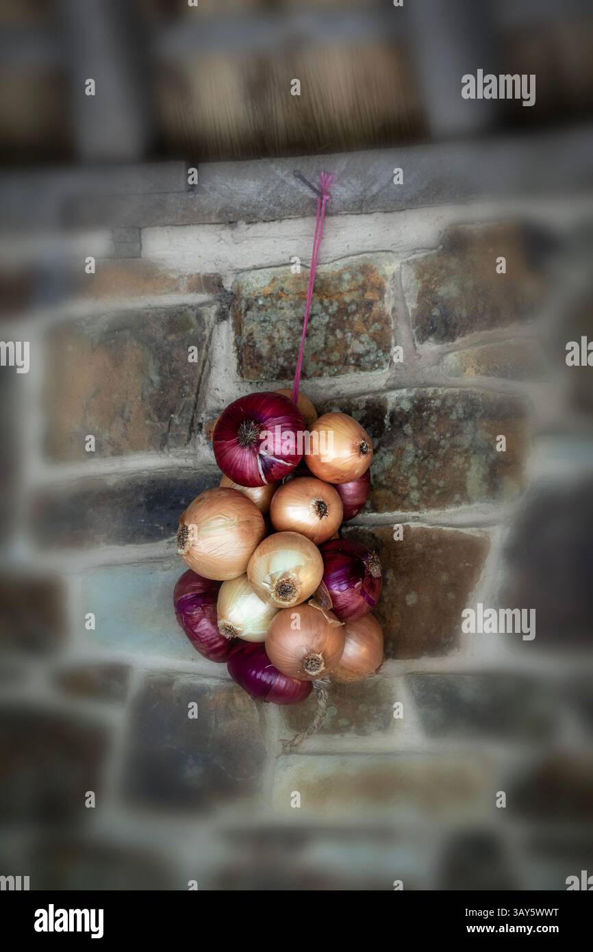 High resolution food still-life of tied onions drying against a stone ...