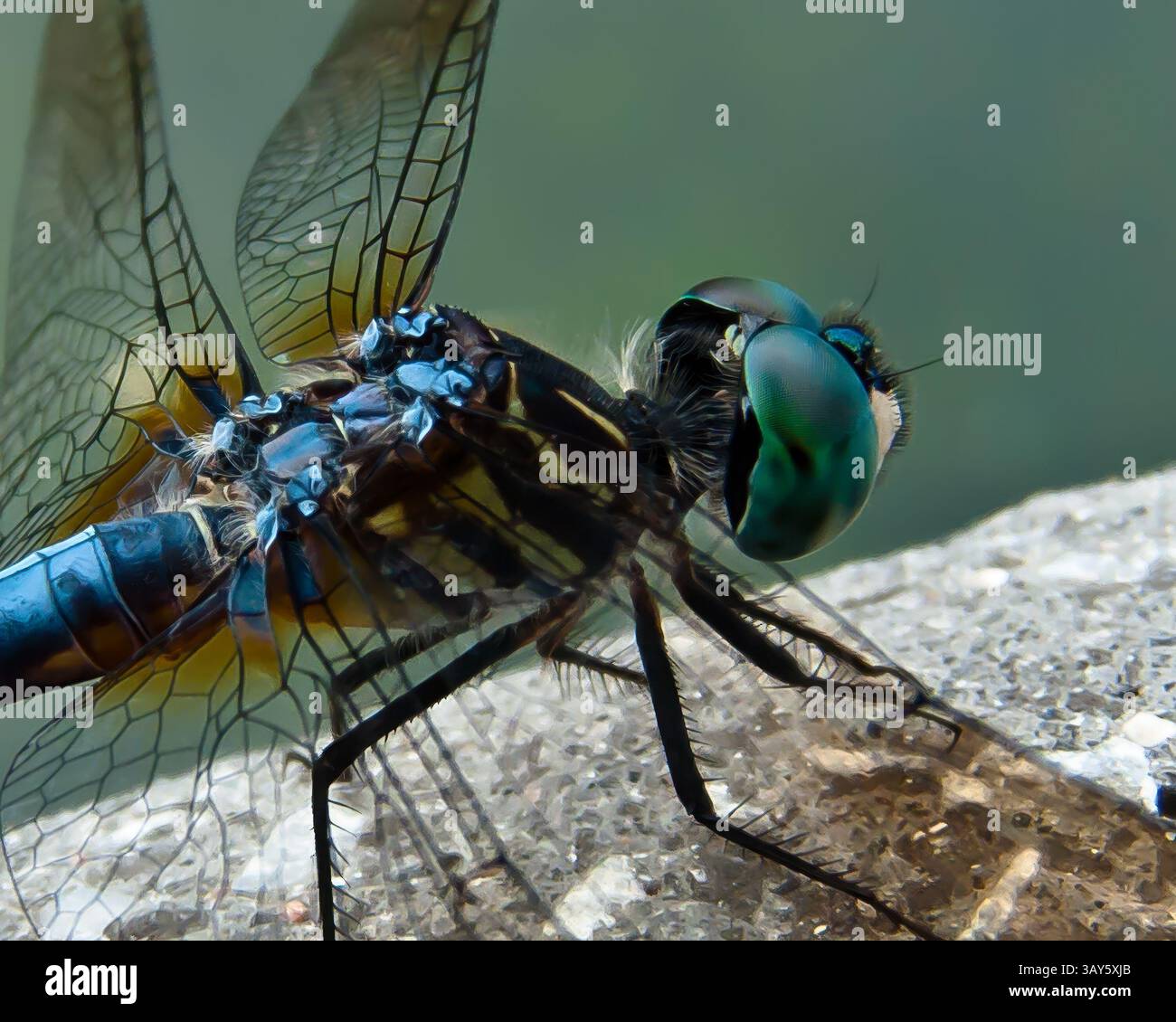 Macro photo of a blue dragonfly perched on stone, showing intricate wing detail, compound eyes ...