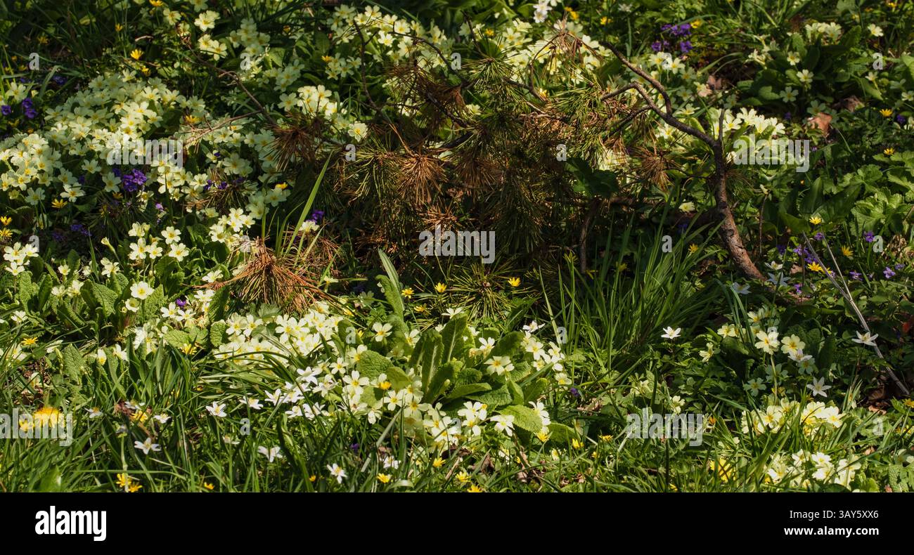 Natural 'herald of spring' flowering yellow Primrose along a North ...