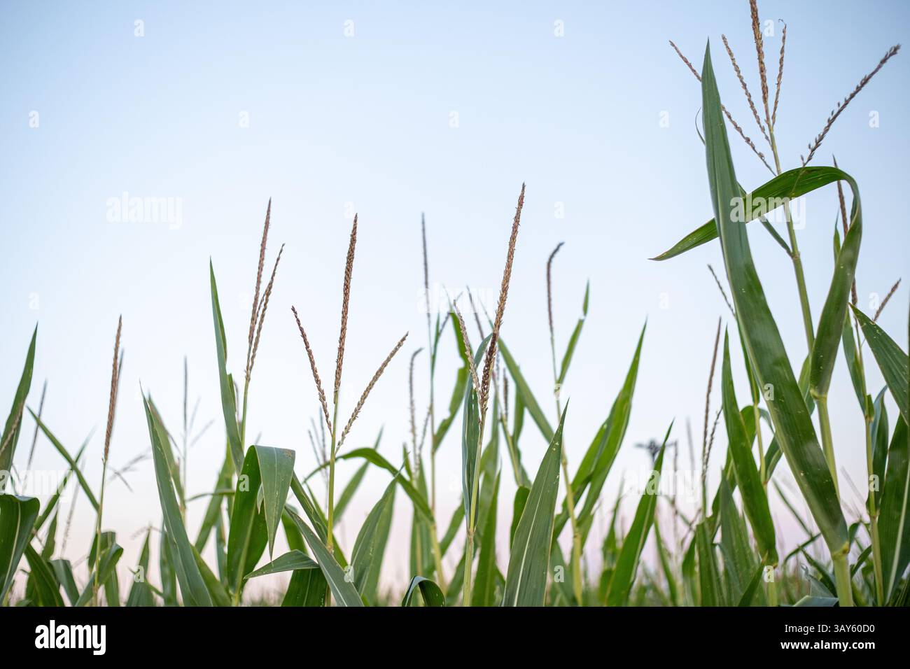 Tall corn stalks tassels hi-res stock photography and images - Alamy