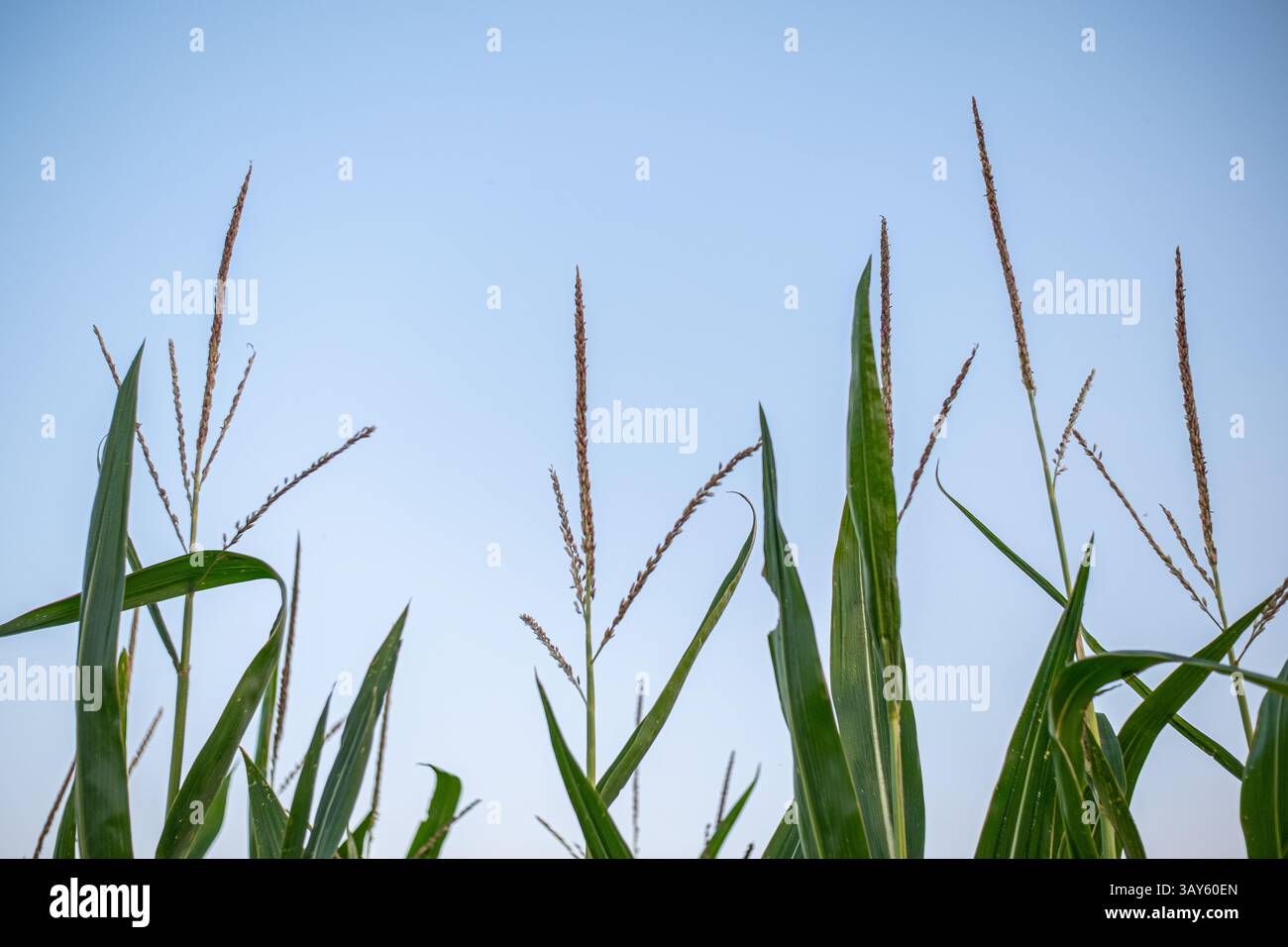 Looking up sky through dense hi-res stock photography and images - Alamy