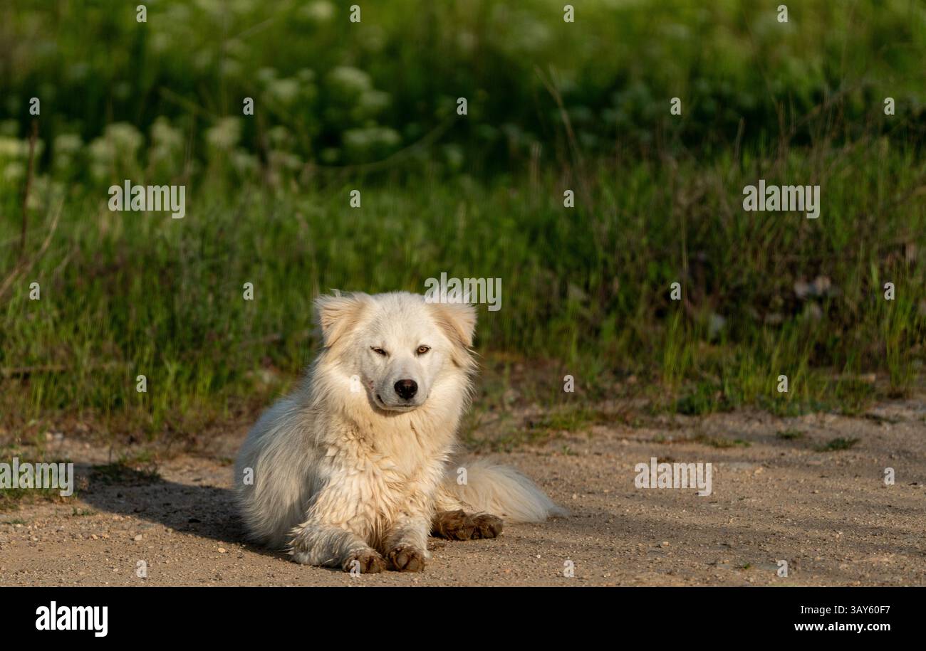 Roadside Rest: White Dog at Peace Stock Photo - Alamy