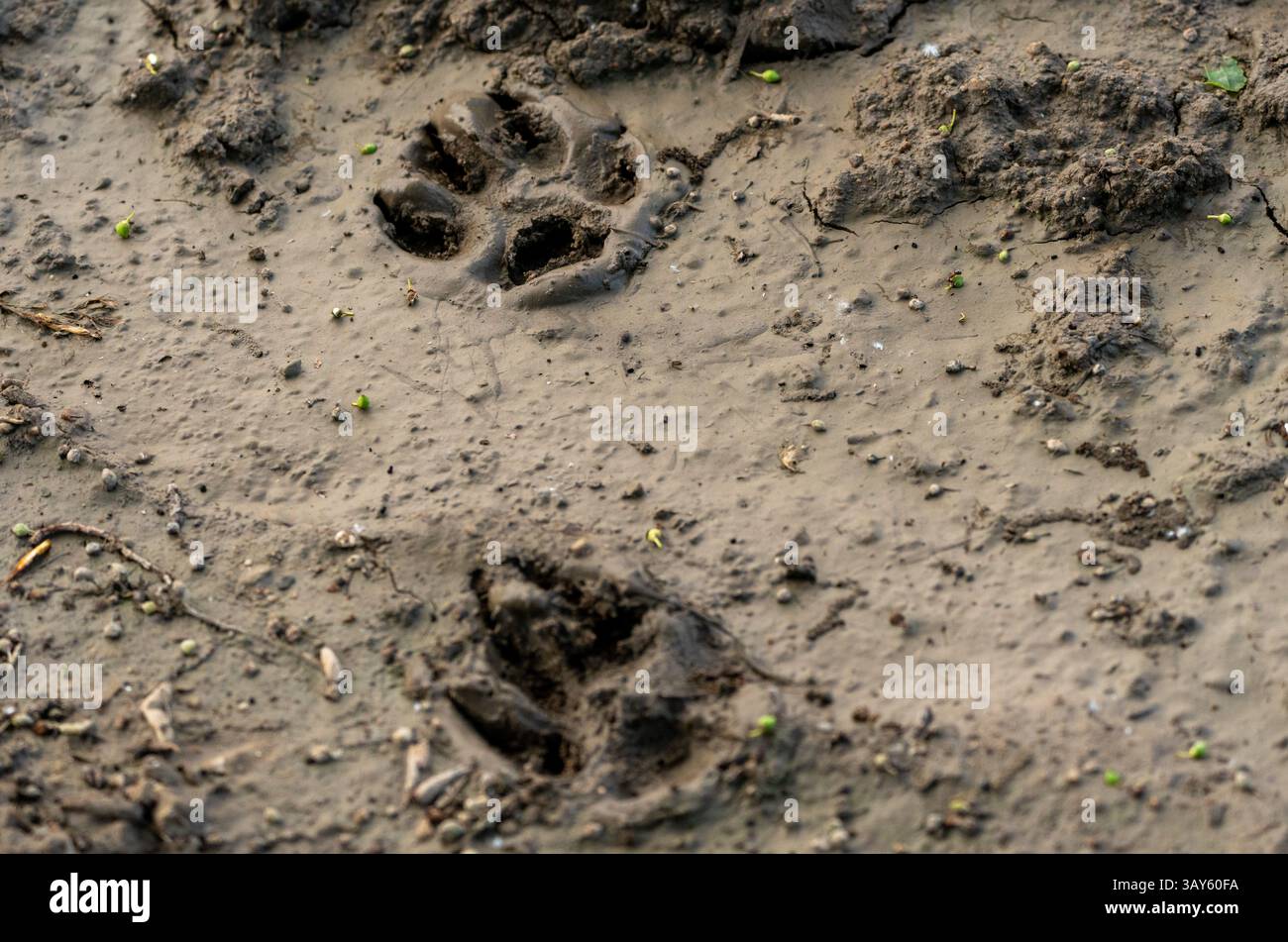On the Trail — Paw Prints in the Mud Stock Photo - Alamy