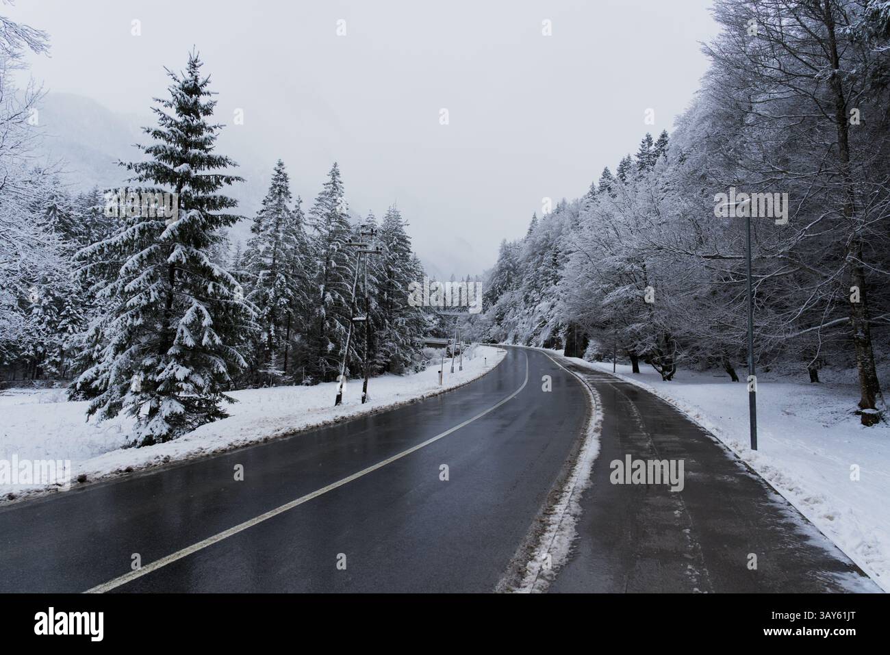 A wet asphalt road curves through a snowy forest under an overcast sky ...
