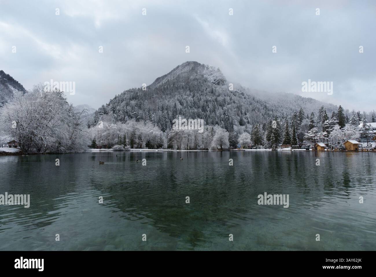 Slovenian winter scene: snow-laden trees line a still lake, mirroring ...