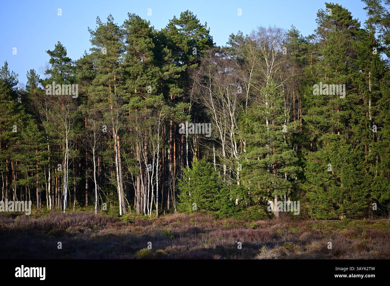 Skånes-Fagerhult, Skåne, Sweden. April 15 2025. Tree skyline seen from ...
