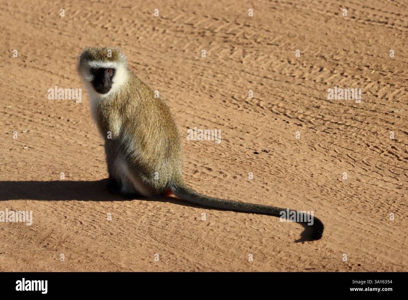 Vervet monkey (Chlorocebus pygerythrus) in Tarangire National Park ...