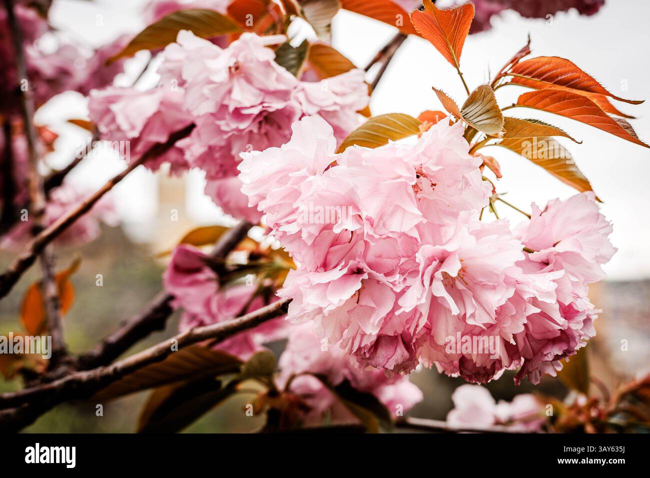 Beautiful branches of blooming cherry blossoms in springtime, cascading ...