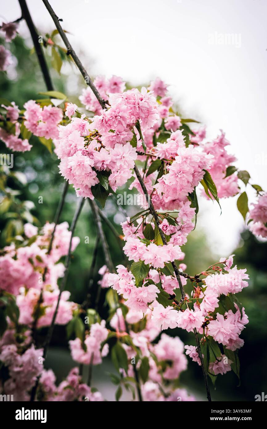 Beautiful branches of blooming cherry blossoms in springtime, cascading ...
