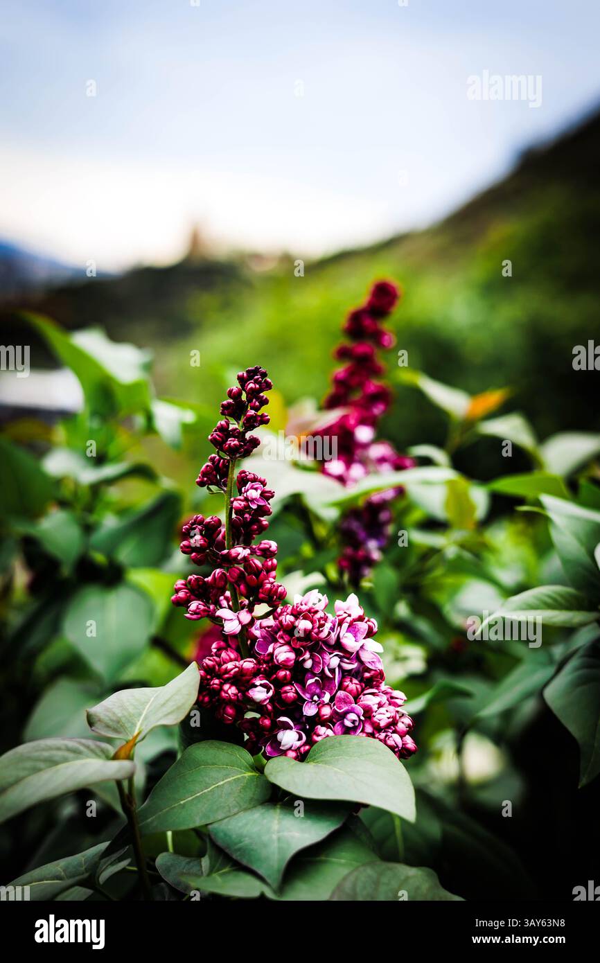 Dark purple lilac blossoms in early bloom with rich green leaves. A ...