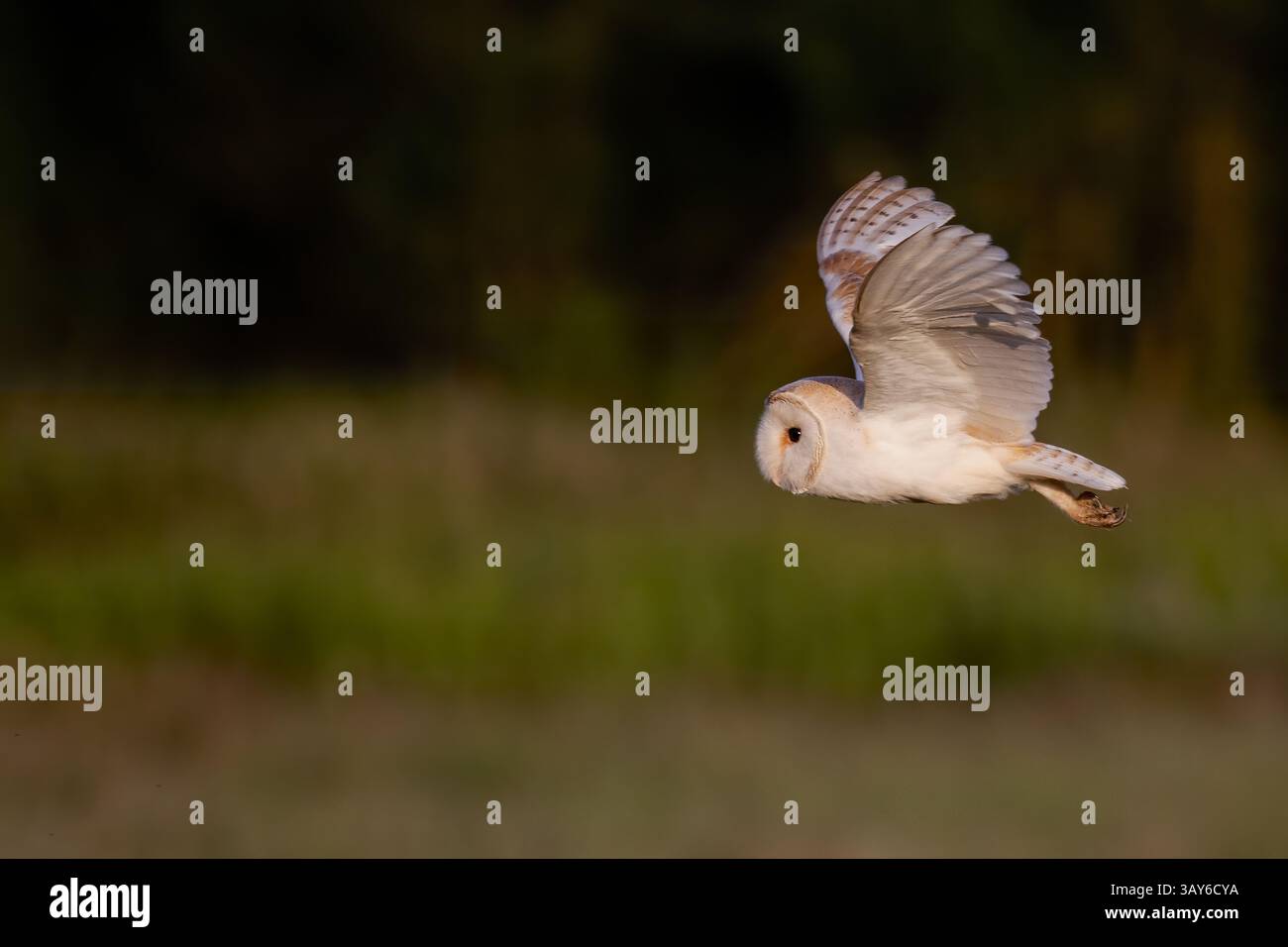 Male barn own hunting for prey over grass land in the UK Stock Photo ...