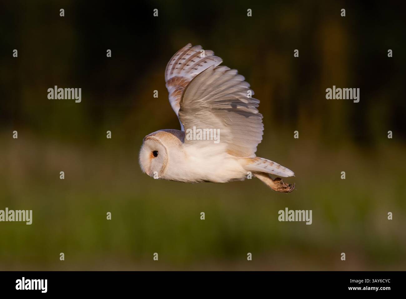 Male barn own hunting for prey over grass land in the UK Stock Photo ...