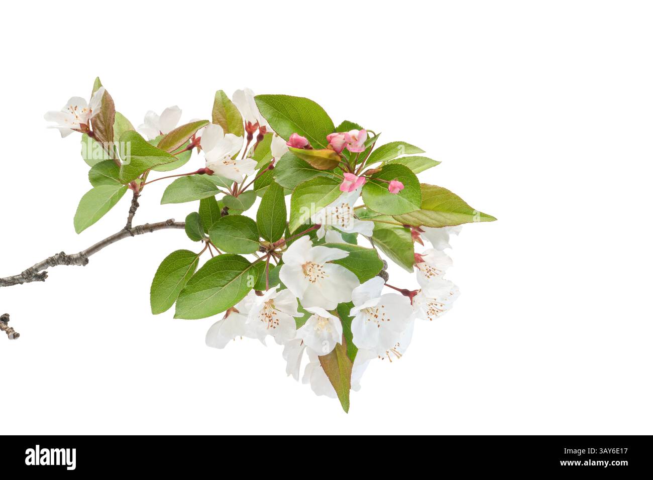 Cherry Tree Branch in Bloom on a White Background Stock Photo - Alamy