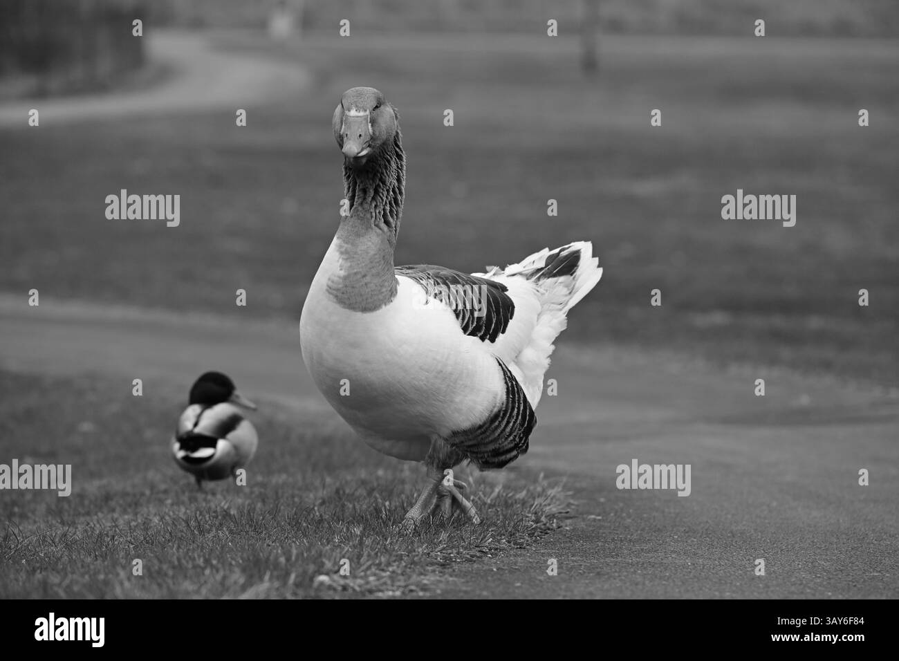 Geese in park Black and White Stock Photos & Images - Alamy