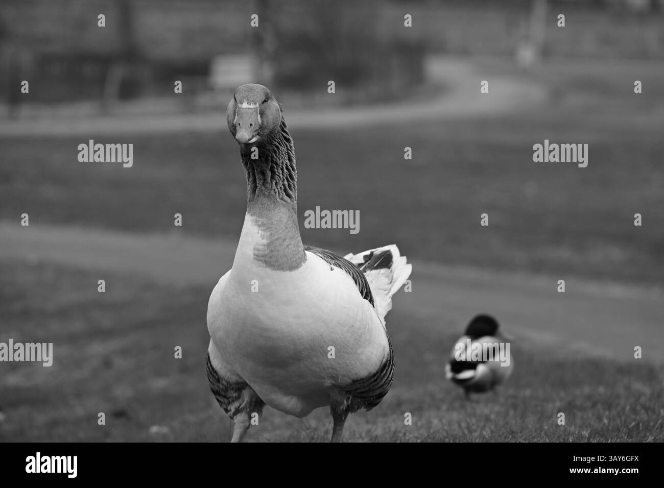 Geese in park Black and White Stock Photos & Images - Alamy
