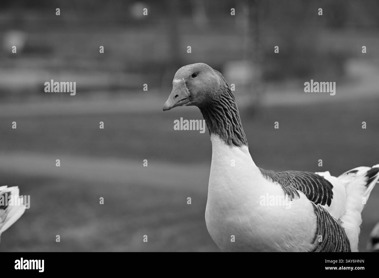 Geese in park Black and White Stock Photos & Images - Alamy