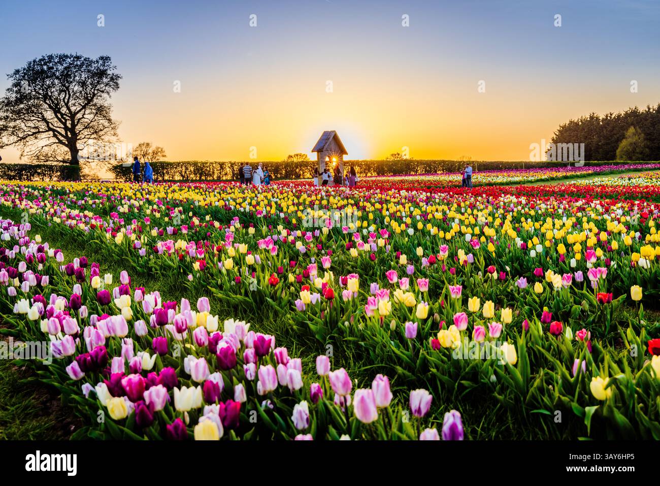 Rows of Tulips at tulleys tulip field on beautiful spring evening Stock ...