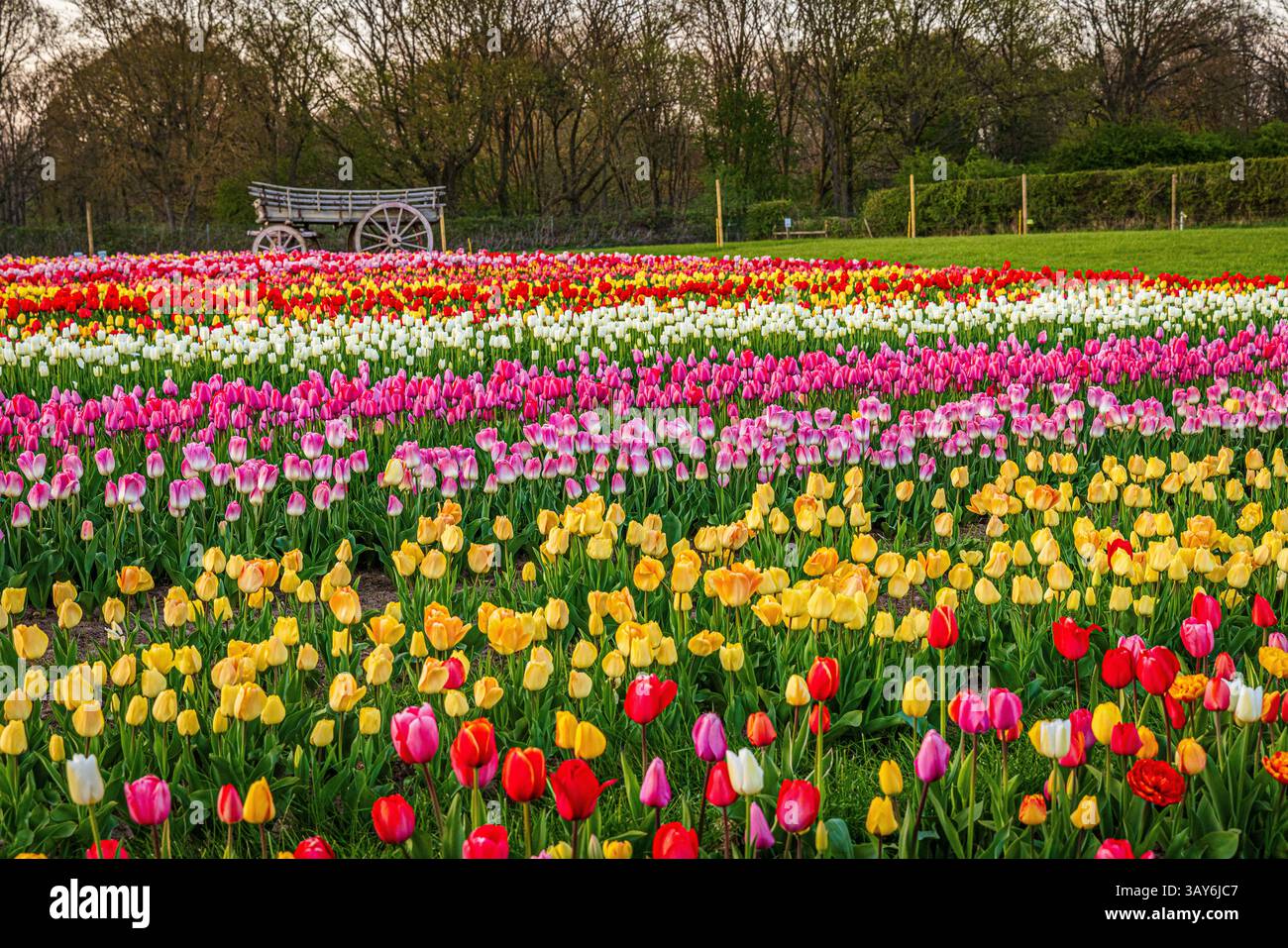 Rows of Tulips at tulleys tulip field on beautiful spring evening Stock ...