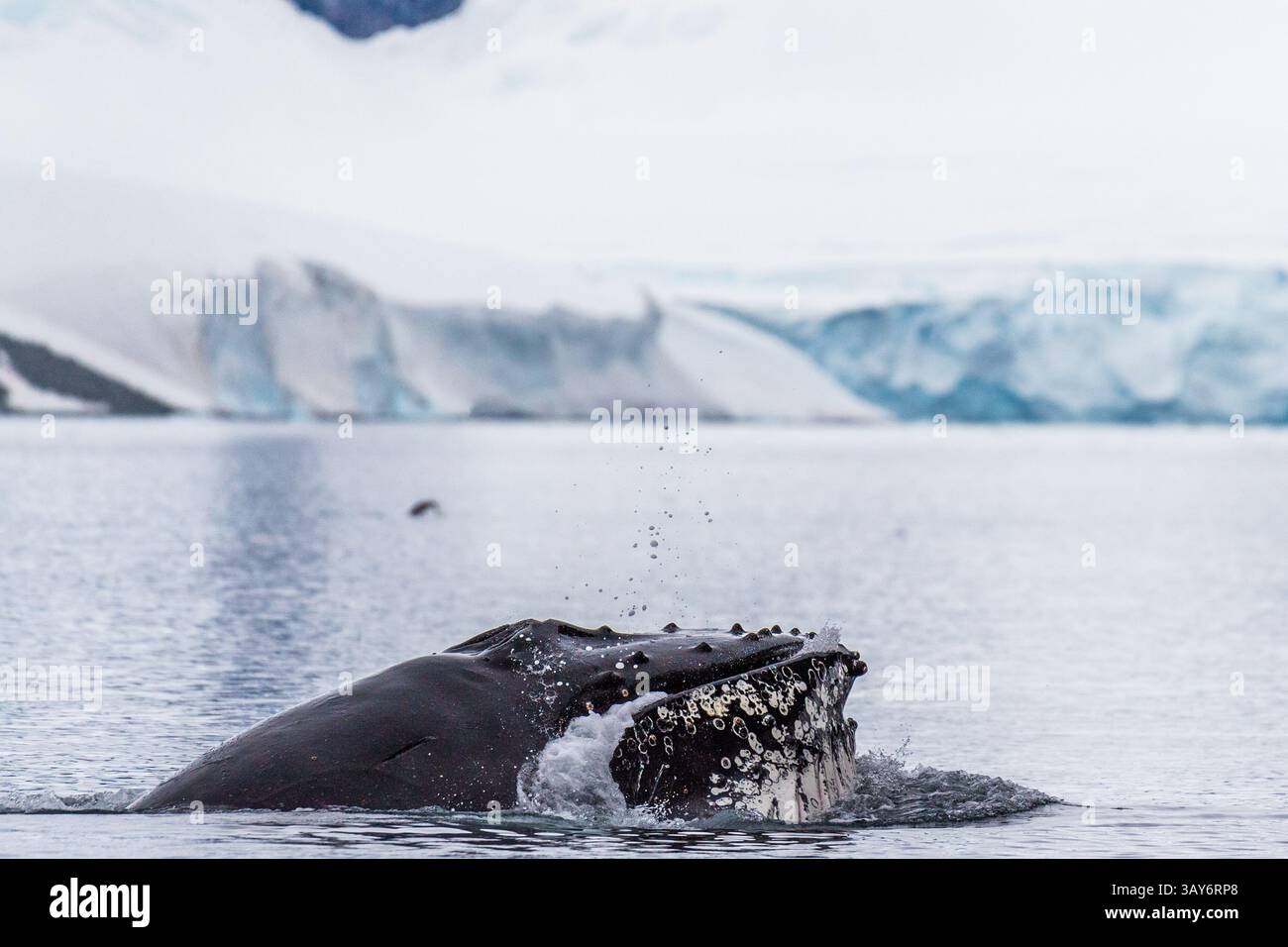 Close-up of the head of a humpback whale -Megaptera novaeangliae. Image ...
